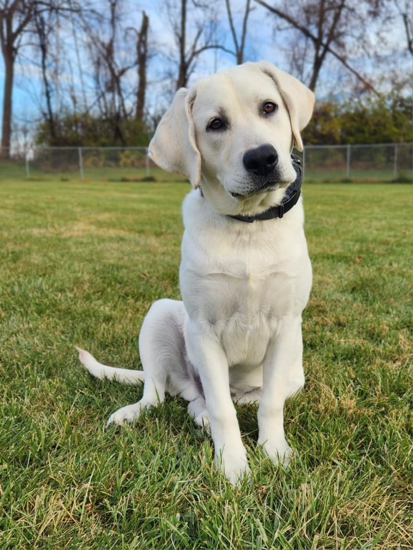 Success Stories - Peacock Bridge Dog Training