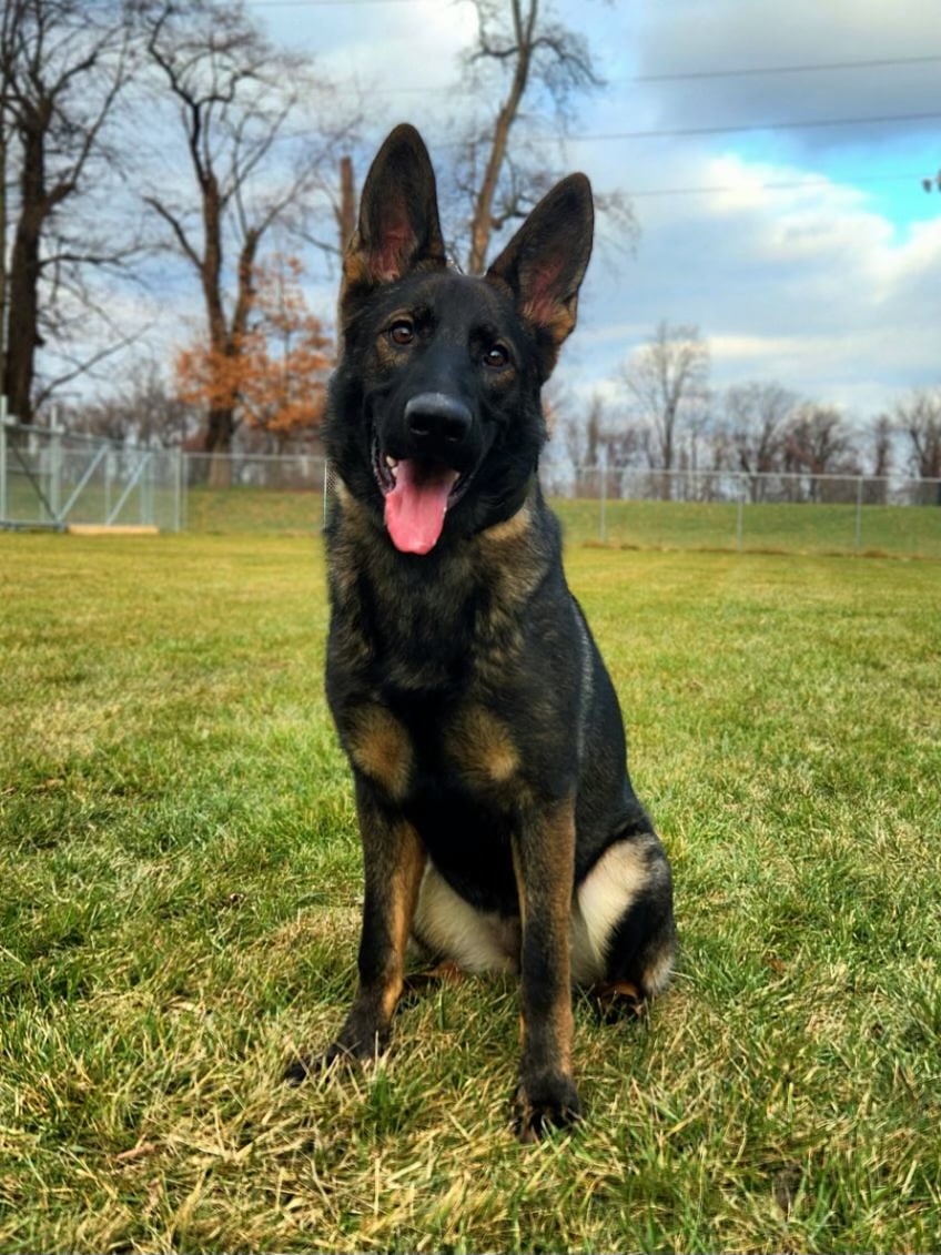 Success Stories - Peacock Bridge Dog Training